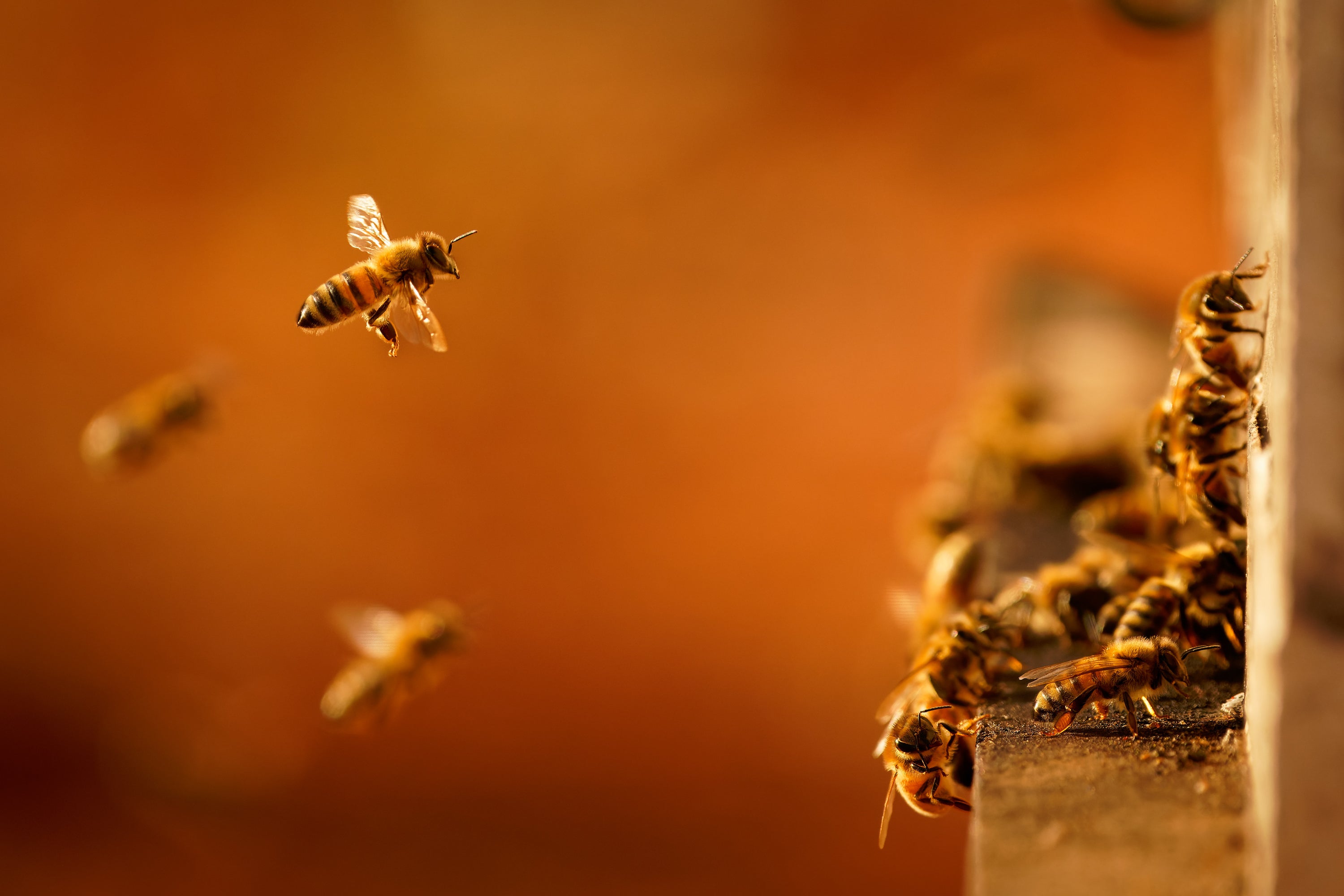 Byron Bay Bee Supplies